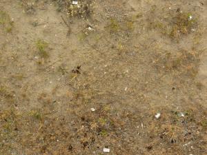 other grass textures - Texturelib